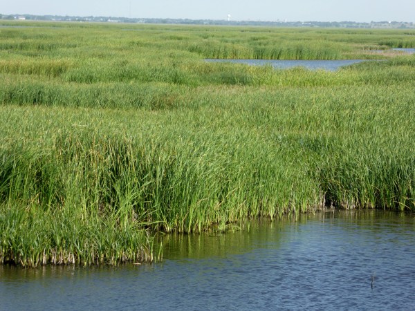 Requiem – Jan Garton and Cheyenne Bottoms | View from the Left Bank ...