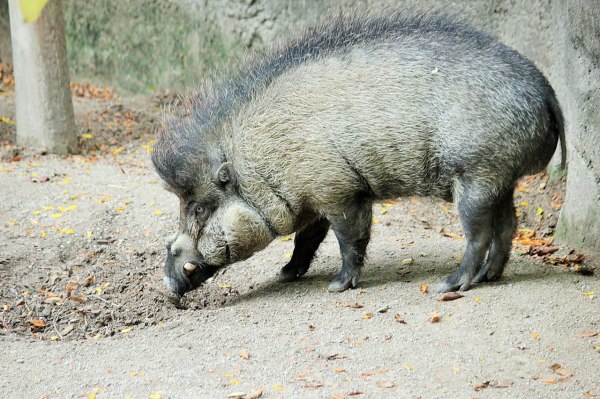 The 45,500 year old Sulawesi Warty Pig – 1 | View from the Left Bank ...