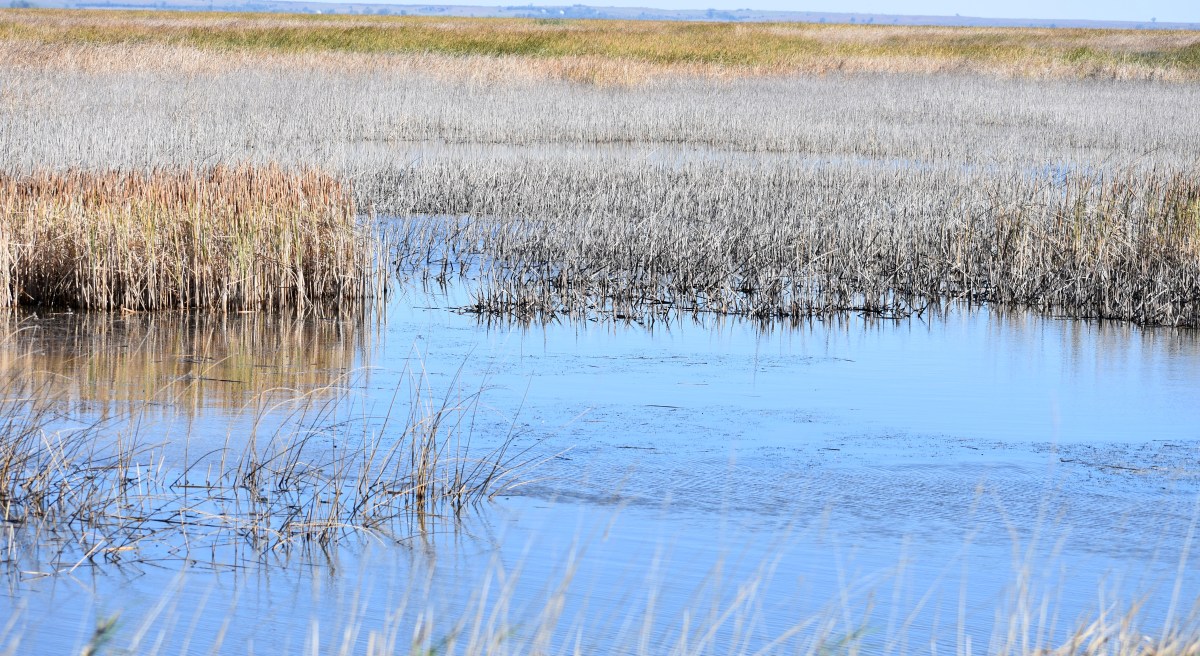 Returning to Cheyenne Bottoms in the Age of Climate Change | View from ...