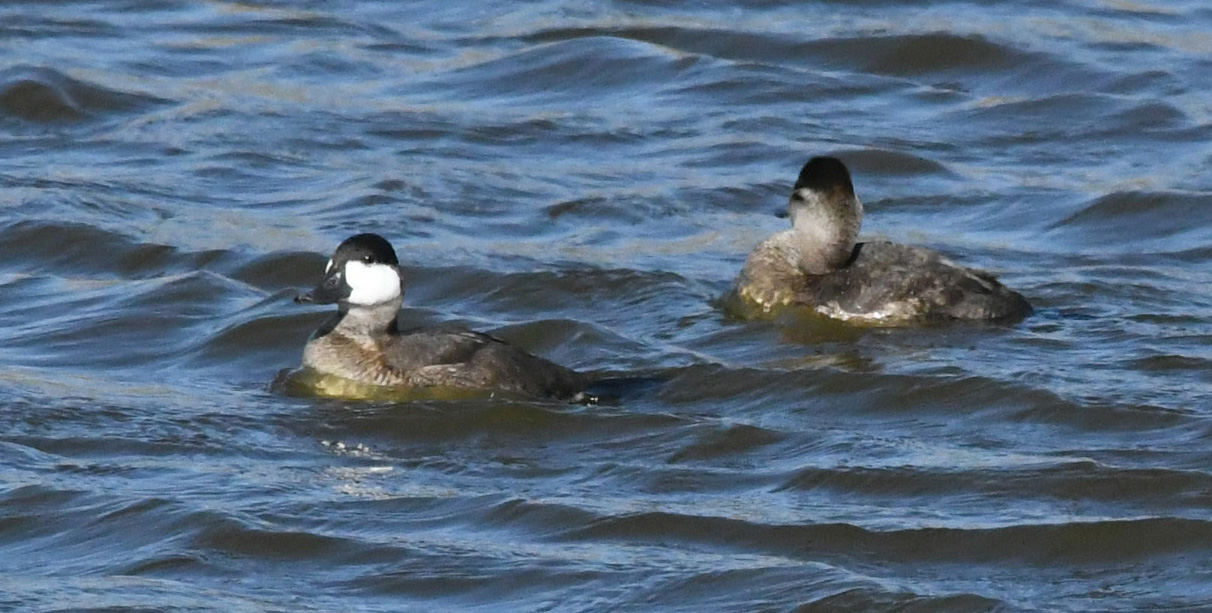 Returning to Cheyenne Bottoms in the Age of Climate Change | View from ...