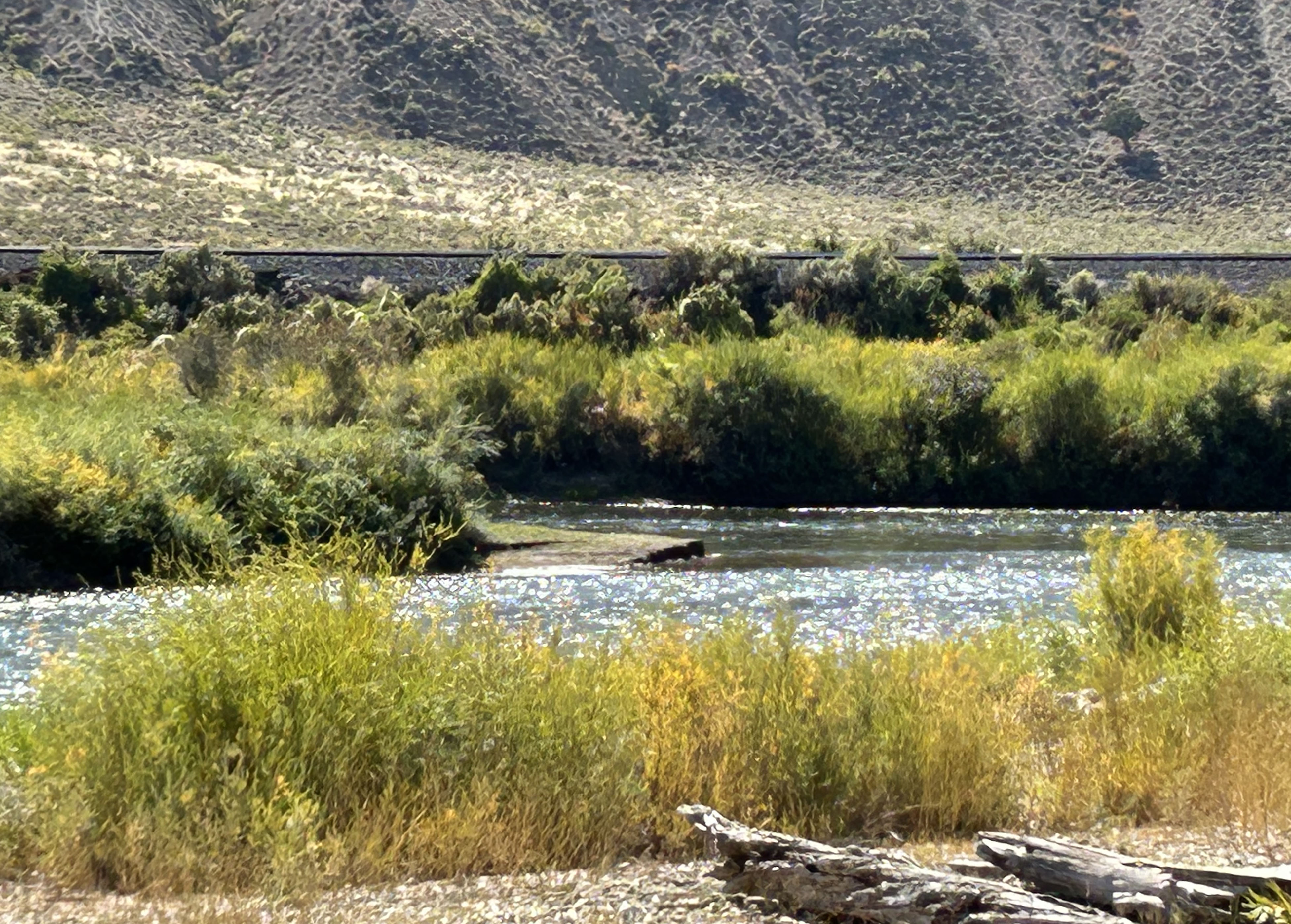 Palestine Tet – 107 – Glenwood Springs passes ceasefire resolution ...