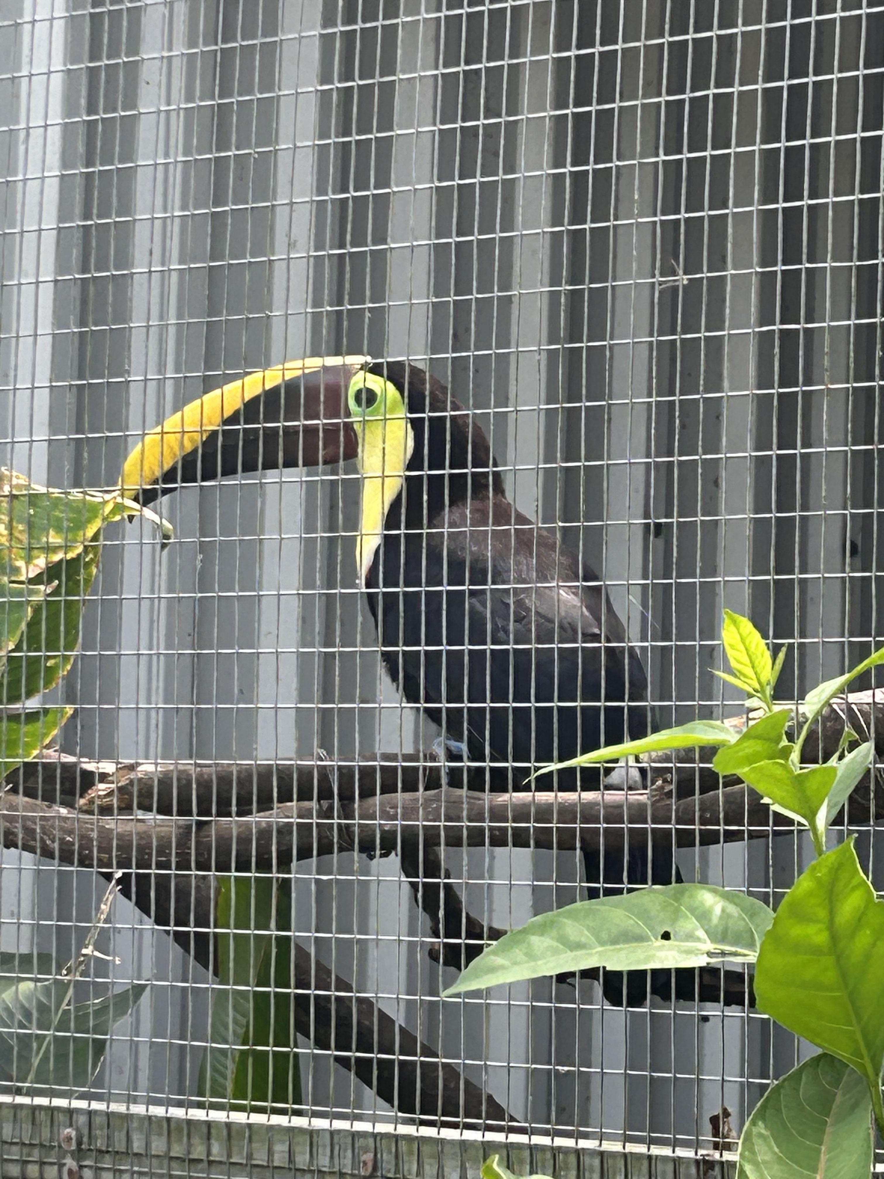Costa Rica 5 – Toucan Rescue Ranch | View from the Left Bank: Rob ...
